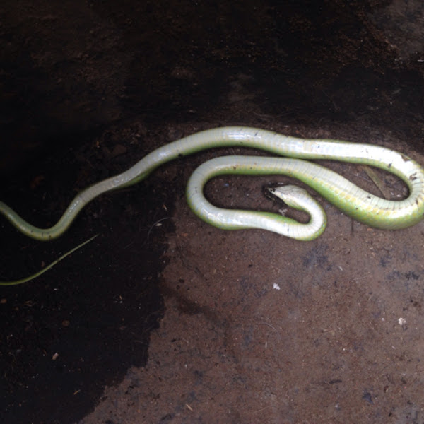 Natal Green Snake | Project Noah