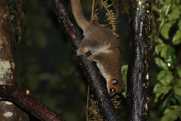 Fat tailed dwarf lemur | Project Noah