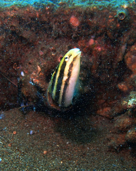 Striped fang blenny | Project Noah