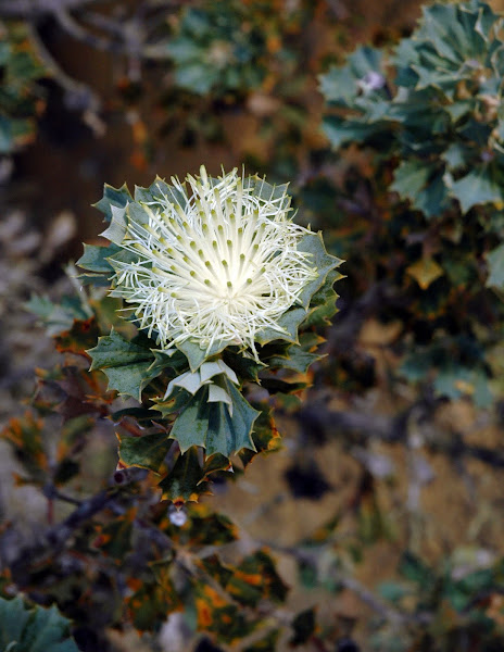 Parrot bush | Project Noah