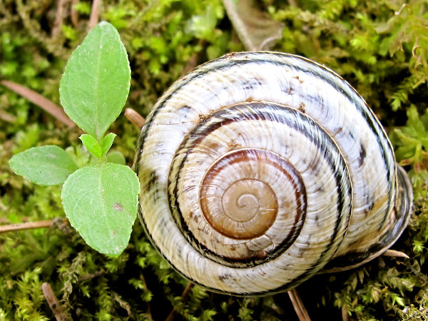 Striped Snail | Project Noah