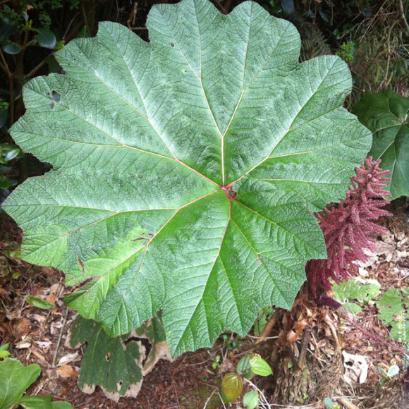 Gunnera | Project Noah