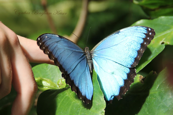 Common Morpho | Project Noah