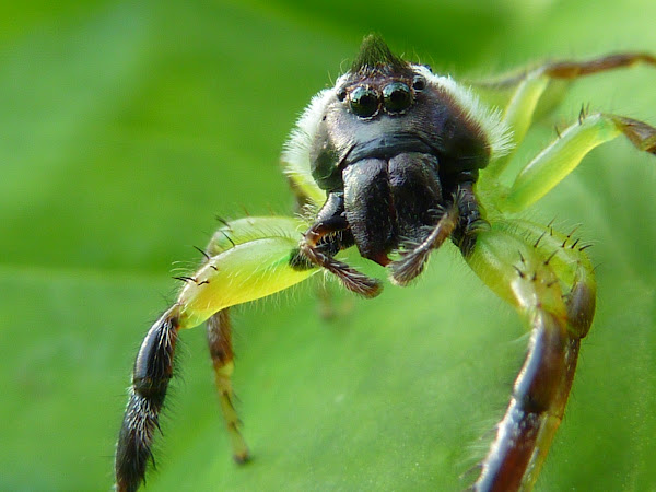 male Monkey face spider | Project Noah