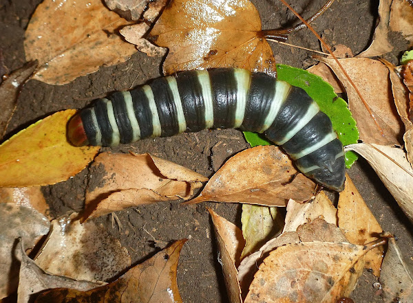 Pachylia Sphinx Moth Larva | Project Noah