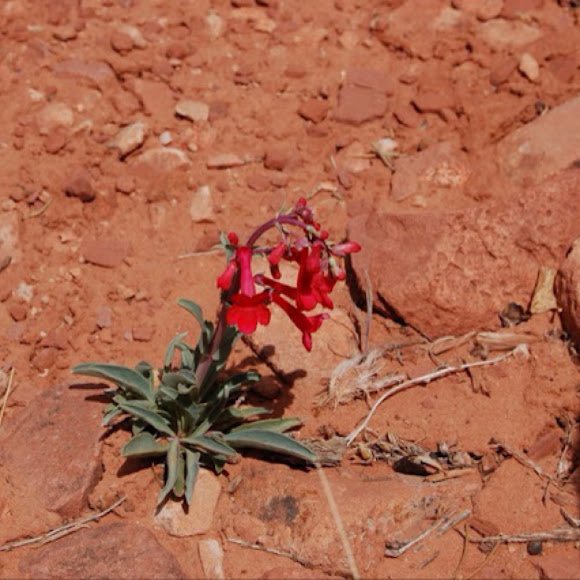 Utah Penstemon | Project Noah