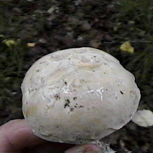 White Suillus Bolete | Project Noah