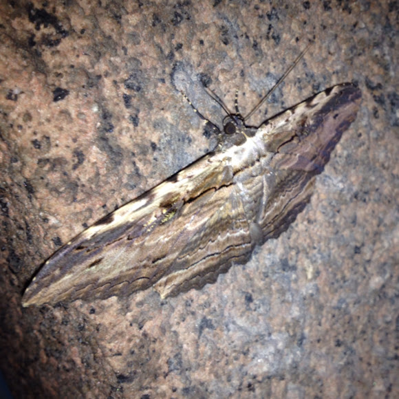 Erebid Moth | Project Noah