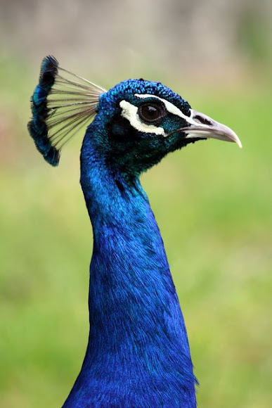 Indian Peafowl or Blue Peafowl | Project Noah