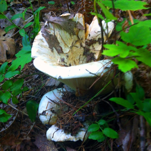 Spotting | Project Noah