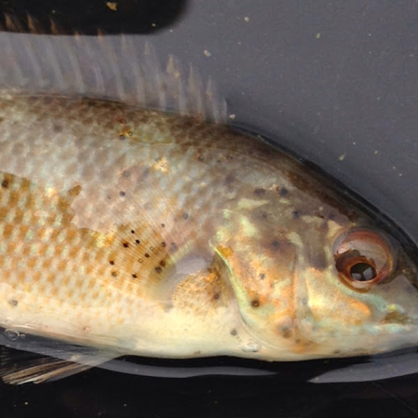 Cunner | Project Noah