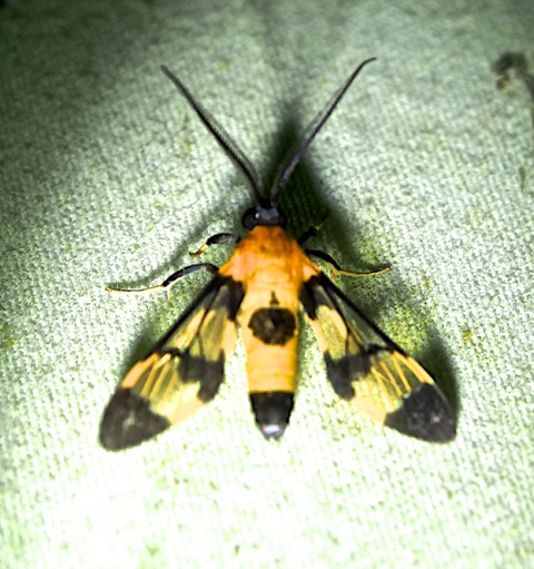 Wasp Mimic Moth | Project Noah