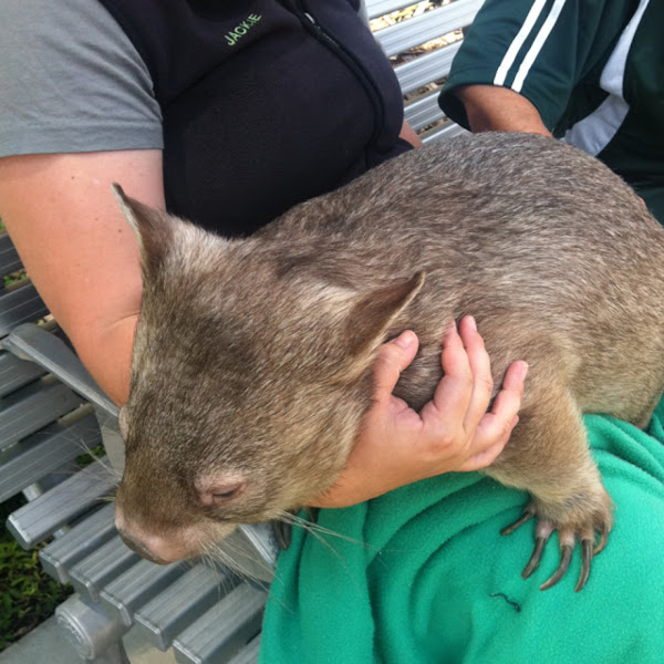 Wombat | Project Noah