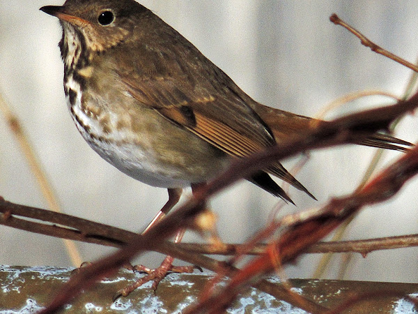 Hermit Thrush | Project Noah