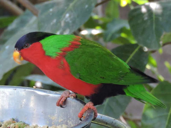 Collared Lory | Project Noah