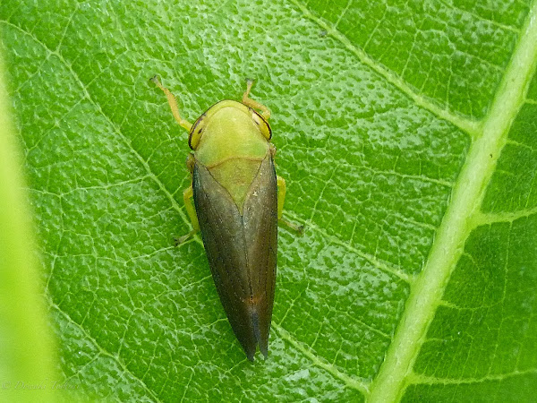 Leafhopper | Project Noah