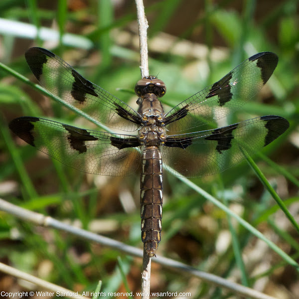 Common Whitetail dragonfly (female) | Project Noah