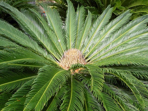 Cycad | Project Noah