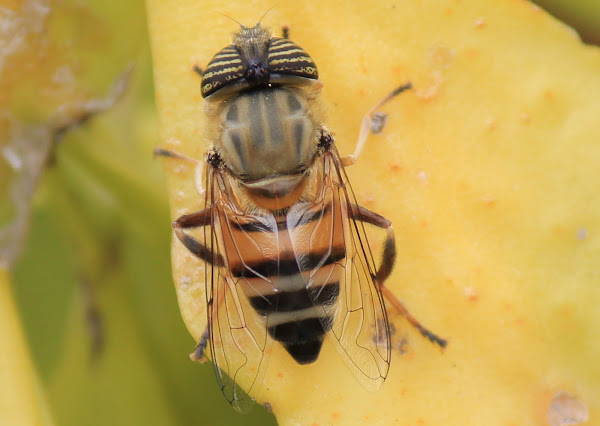 Hover Fly | Project Noah