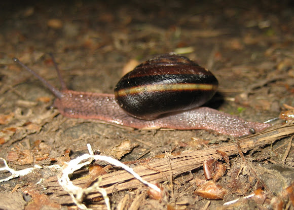 Pacific Sideband Snail | Project Noah