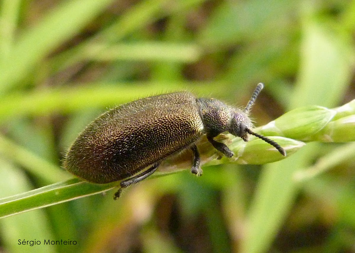 Bicho capixaba (Golden darkling beetle) | Project Noah