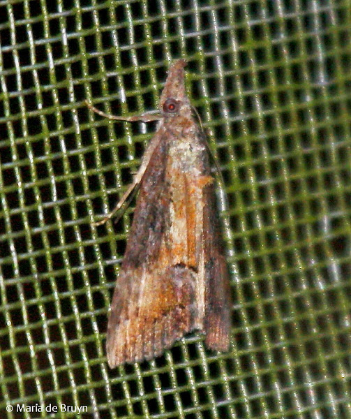 Green Cloverworm moth | Project Noah