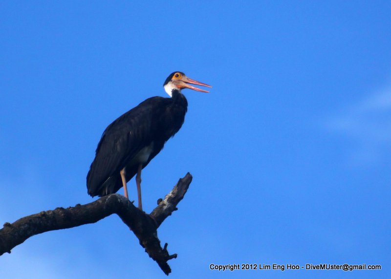 Storm's Stork | Project Noah