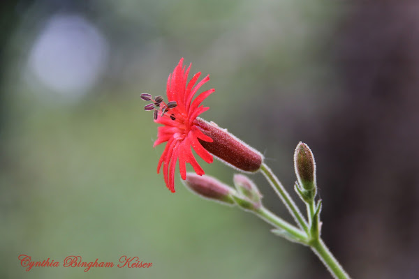 Cardinal Catchfly | Project Noah