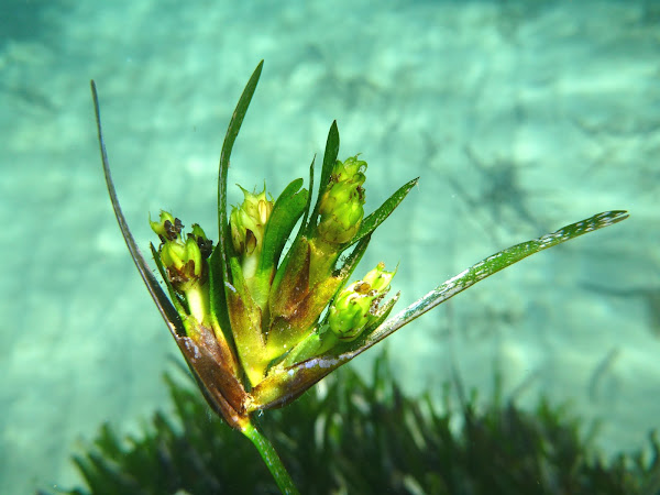 Mediterranean tapeweed. Posidonia | Project Noah