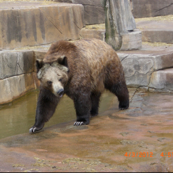 Grizzly bear | Project Noah