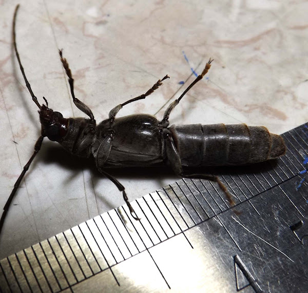Large Brown Longicorn Beetle | Project Noah