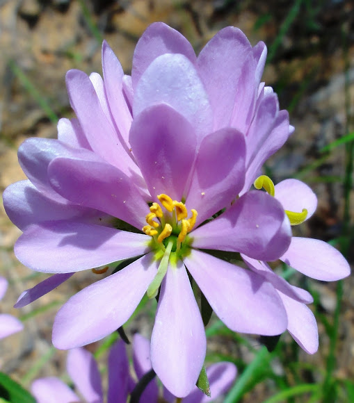 Appalachian Rose Gentian | Project Noah