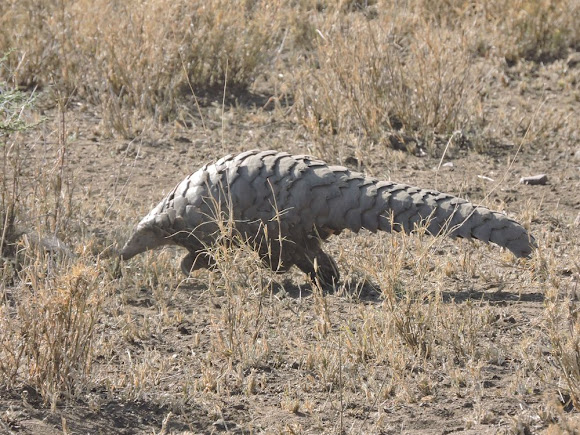 Ground pangolin | Project Noah