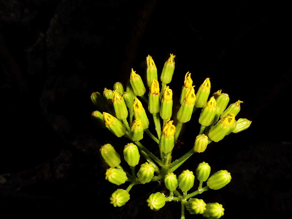 Palo Loco | Project Noah