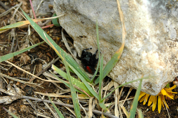 red-backed jumping spider | Project Noah