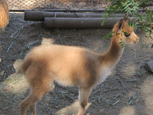 Alpaca | Project Noah