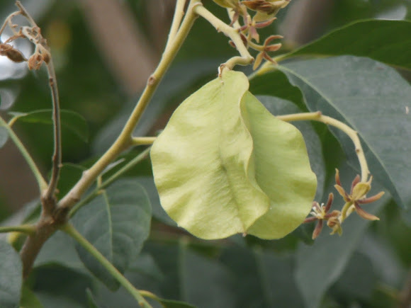 Hop Tree | Project Noah