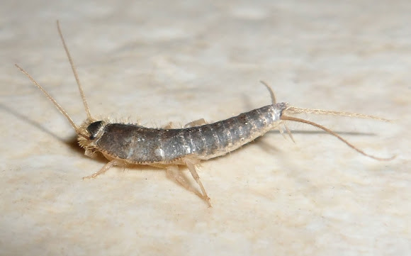 Fishmoth | Project Noah