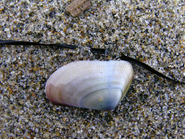 Donax sp. | Project Noah