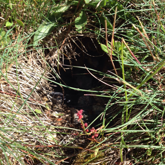 Eastern Chipmunk Den | Project Noah
