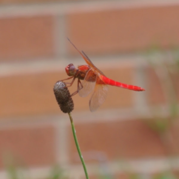 Neon Skimmer | Project Noah