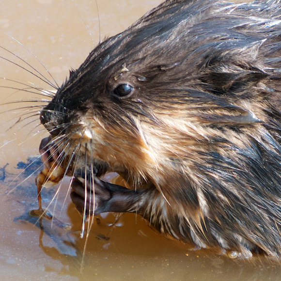 Common Muskrat (predator-prey) | Project Noah