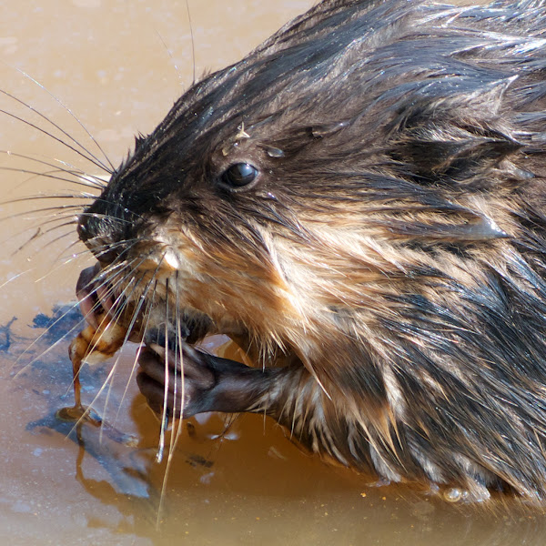 Common Muskrat (predator-prey) | Project Noah
