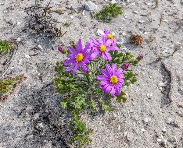 Bush felicia | Project Noah