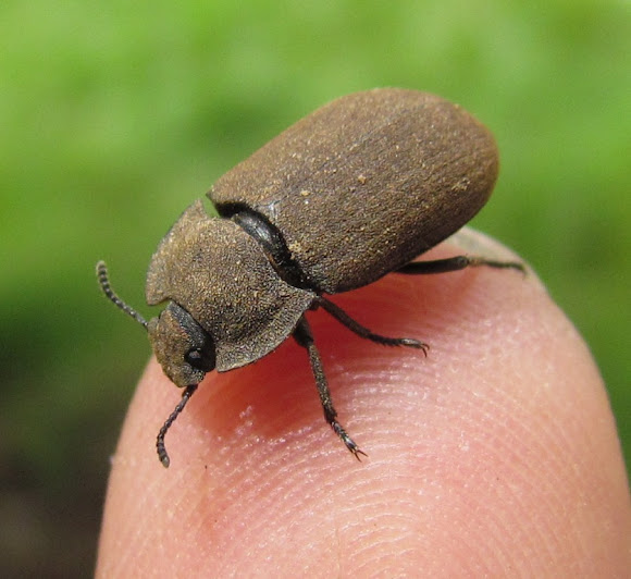 Darkling beetle | Project Noah