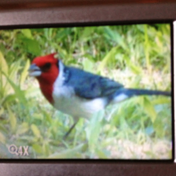 Red-crested Cardinal | Project Noah