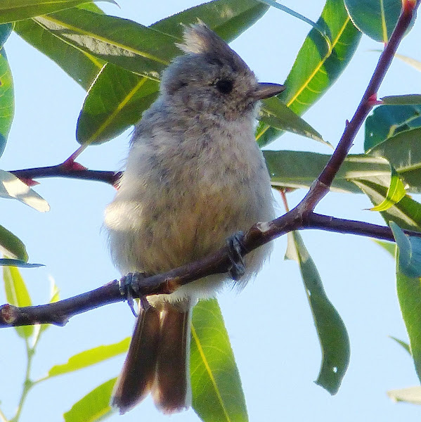 Oak Titmouse | Project Noah