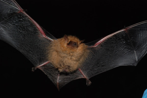 Tri-colored Bat | Project Noah