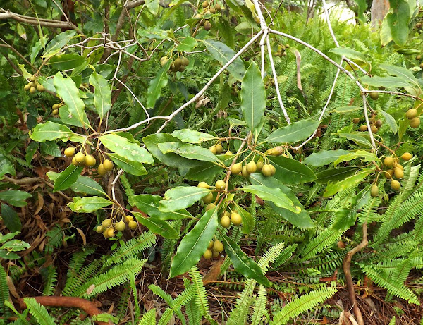 Orange Flatid Planthopper | Project Noah