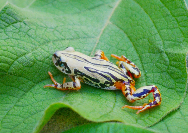 Weale's Running Frog | Project Noah